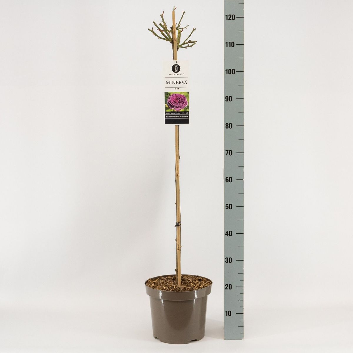 Rosa MINERVA — Plant Wholesale FlorAccess