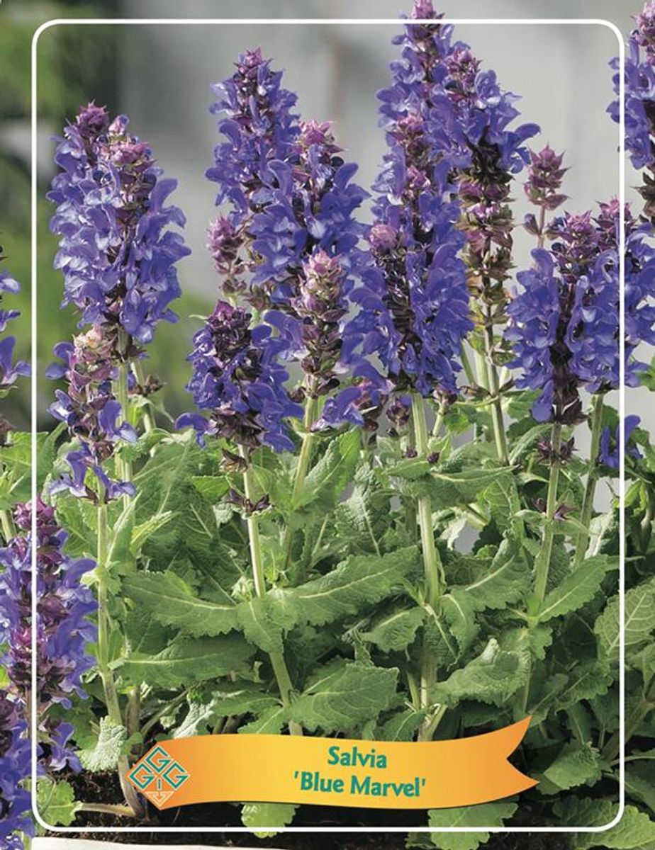 Salvia x sylvestris BLUE MARVEL — Plant Wholesale FlorAccess