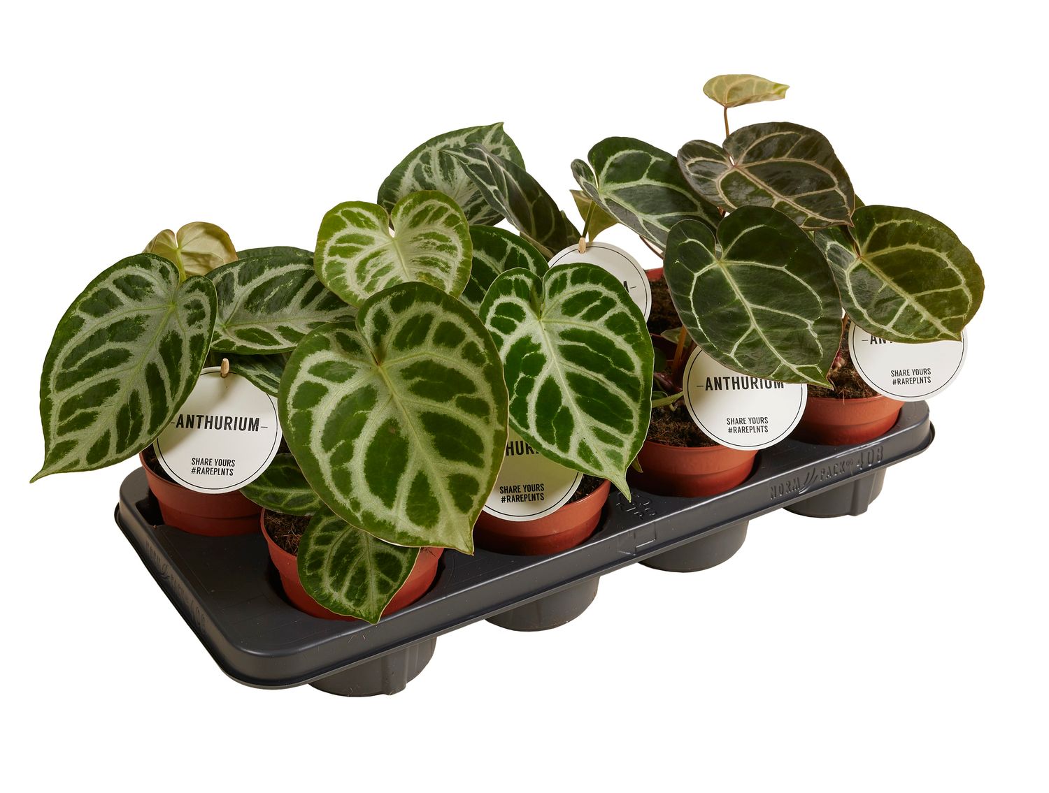 Anthurium MIX — Plant Wholesale FlorAccess