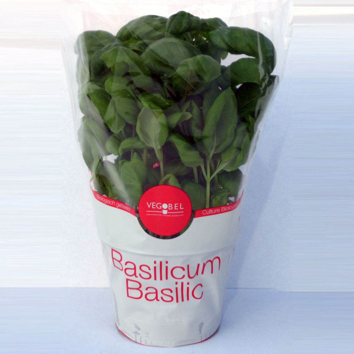Ocimum basilicum — Plant Wholesale FlorAccess