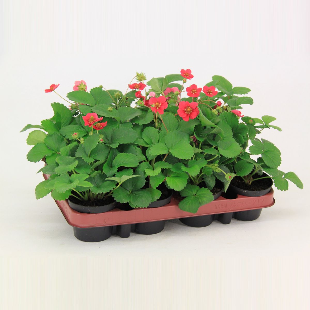 Fragaria x ananassa 'Toscana' — Plant Wholesale FlorAccess