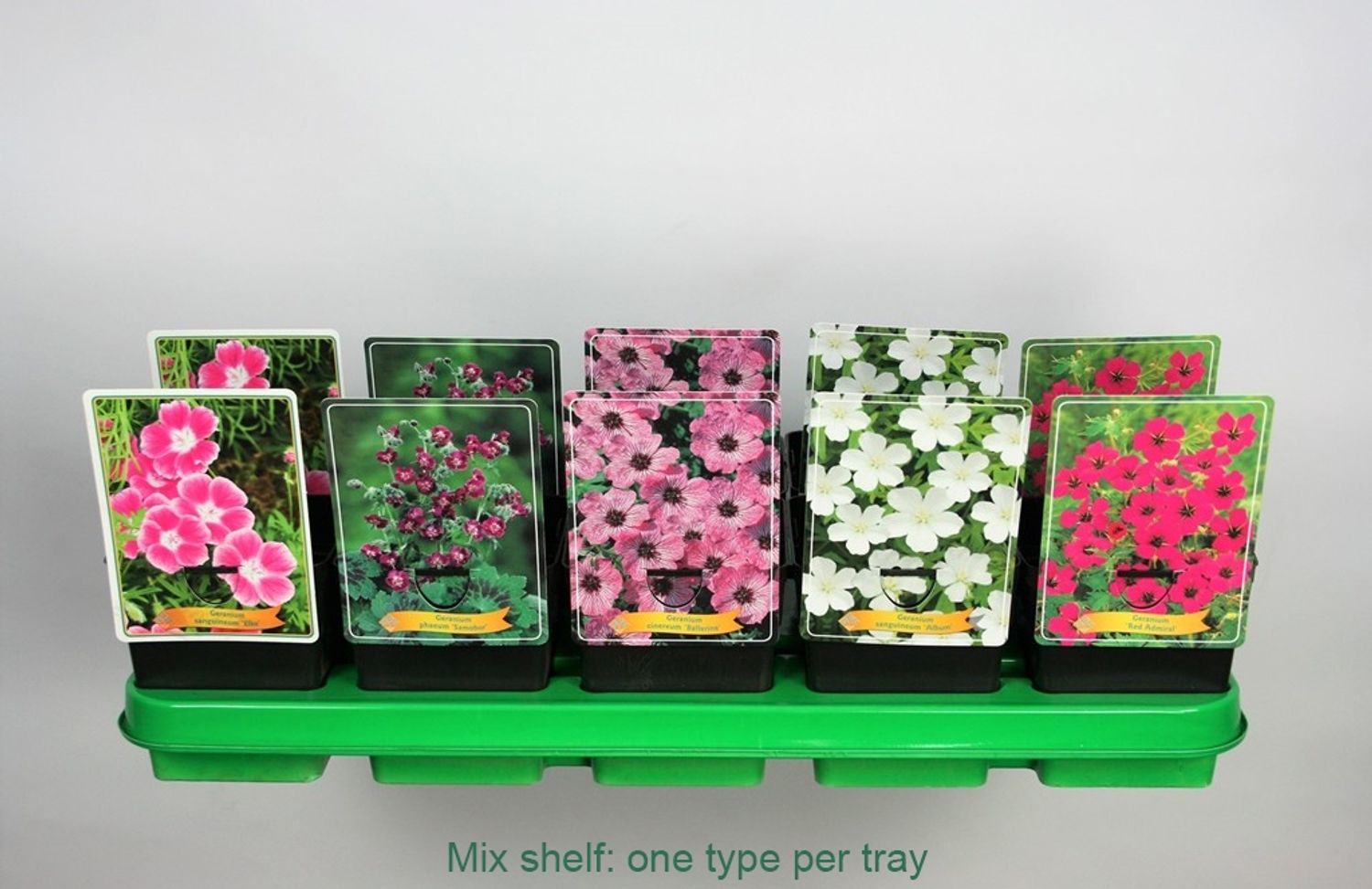 Geranium MIX — Plant Wholesale FlorAccess