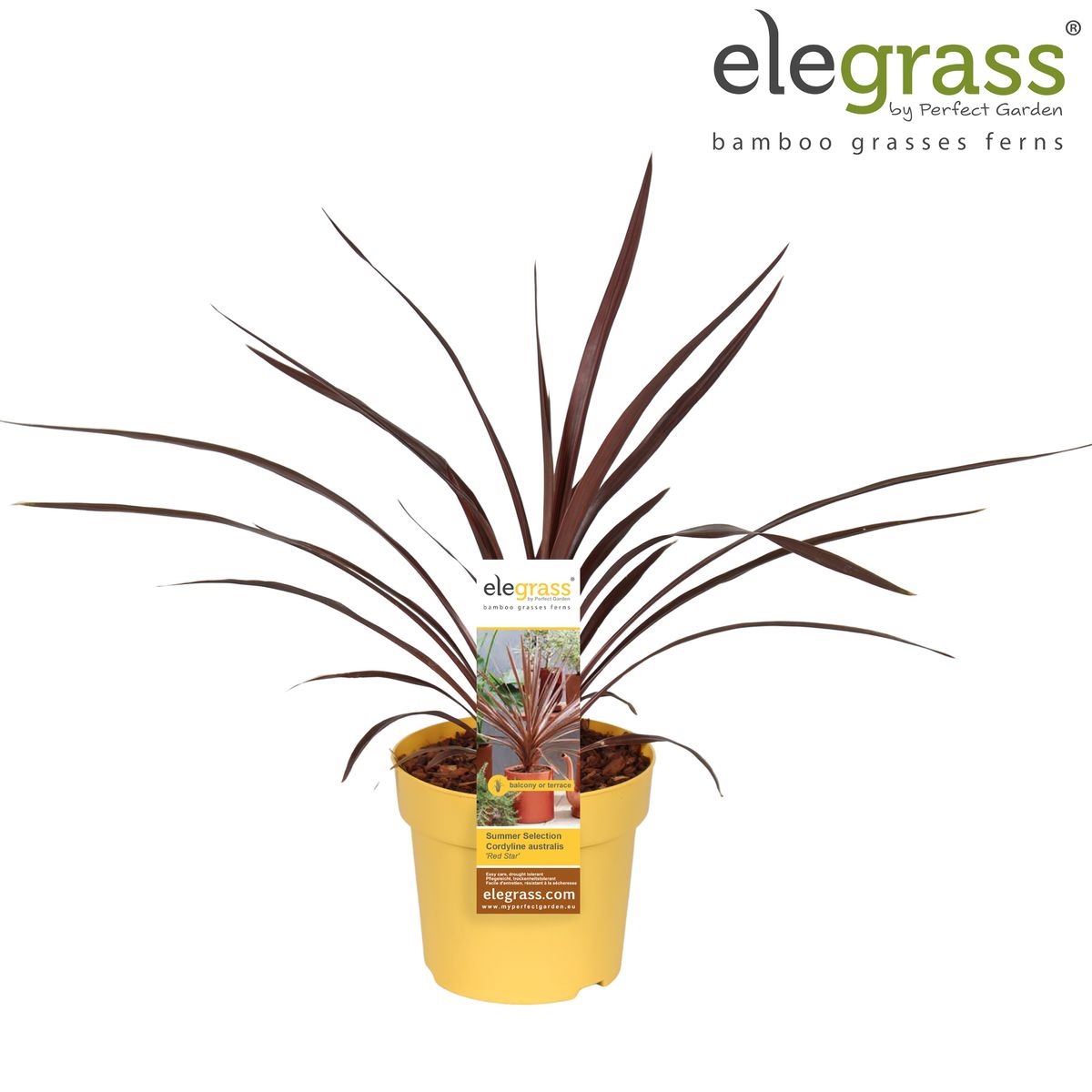 Cordyline australis 'Red Star' — Plant Wholesale FlorAccess