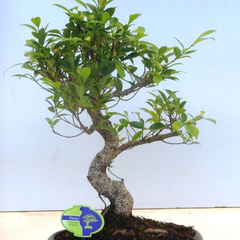 Ficus microcarpa — Plant Wholesale FlorAccess