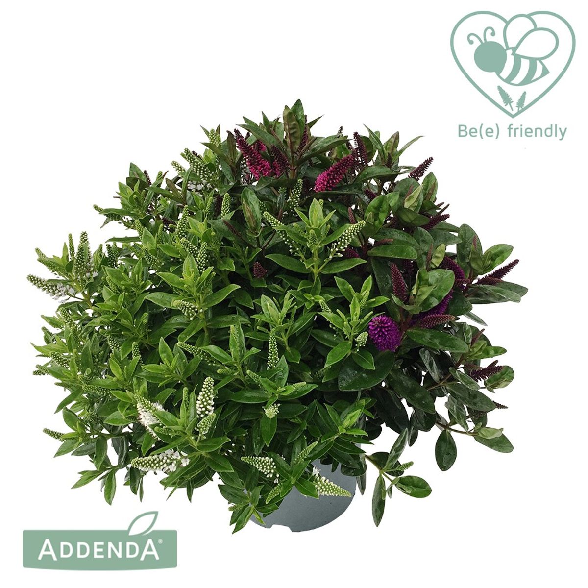 Hebe MIX IN POT — Plant Wholesale FlorAccess