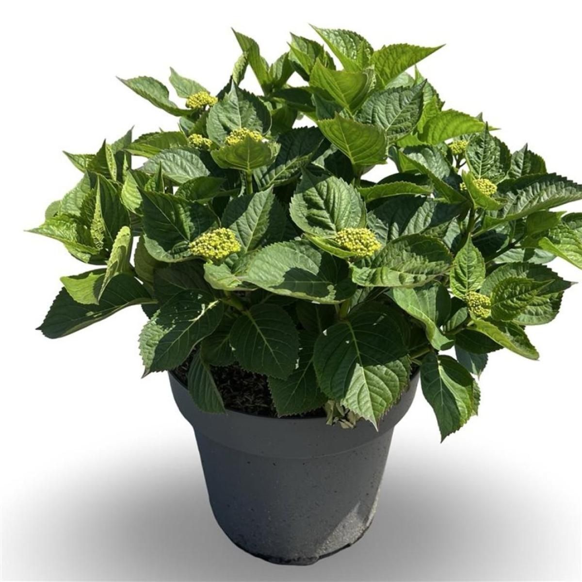 Hydrangea macrophylla 'King George VII' — Mayorista de plantas FlorAccess