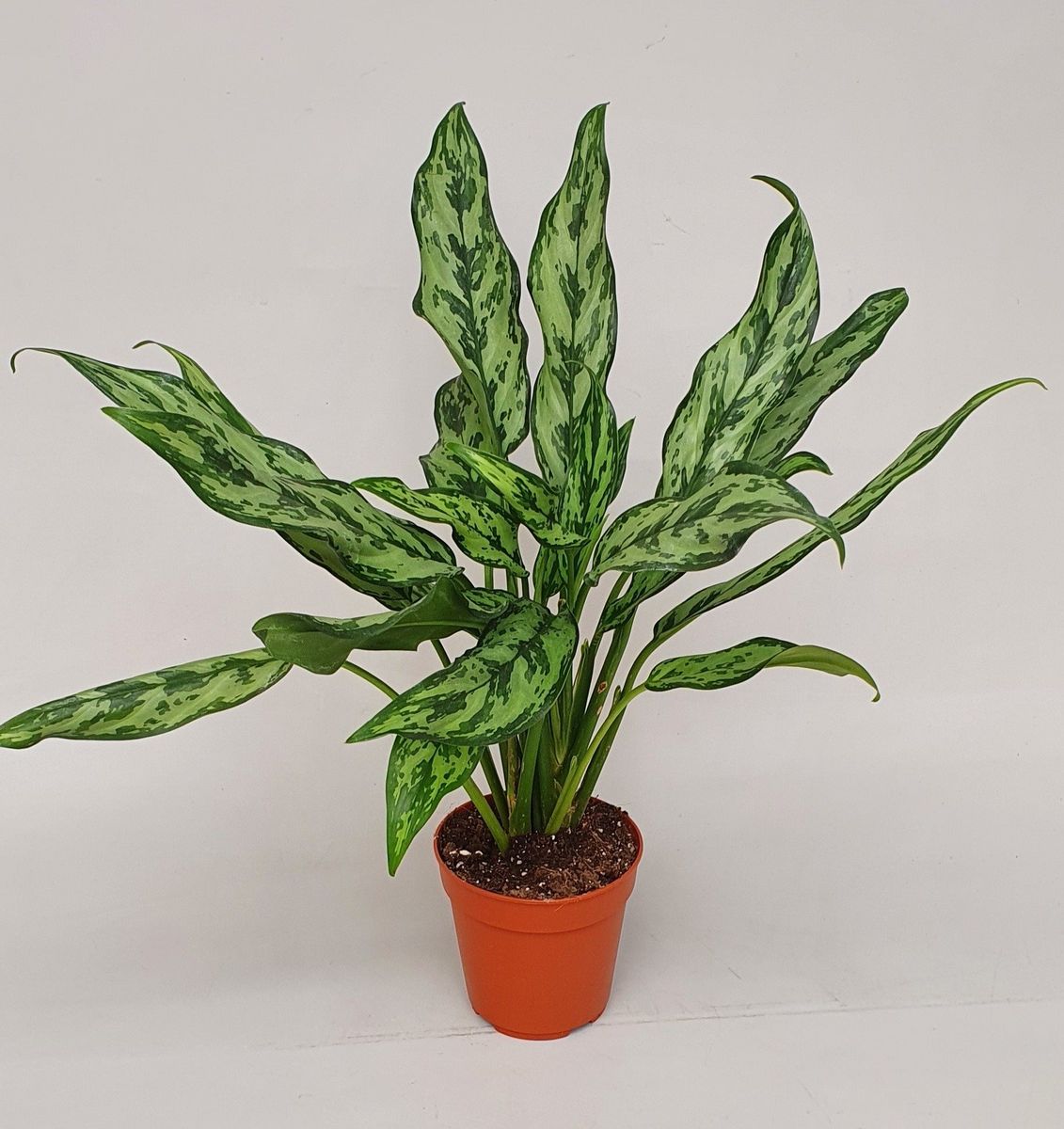 Aglaonema 'Miss Juliette' — Plant Wholesale FlorAccess