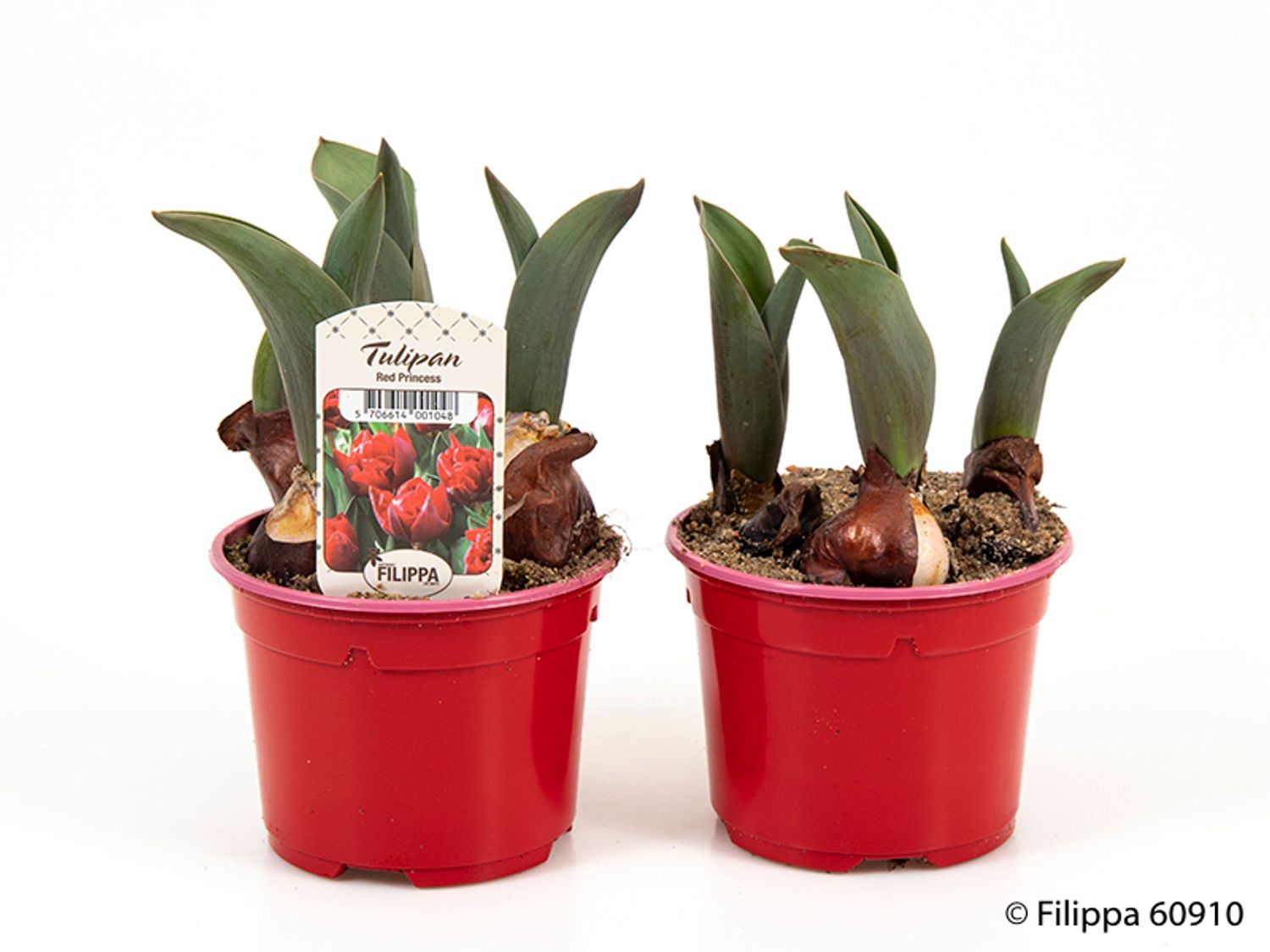 Tulipa 'Red Princess' — Plant Wholesale FlorAccess