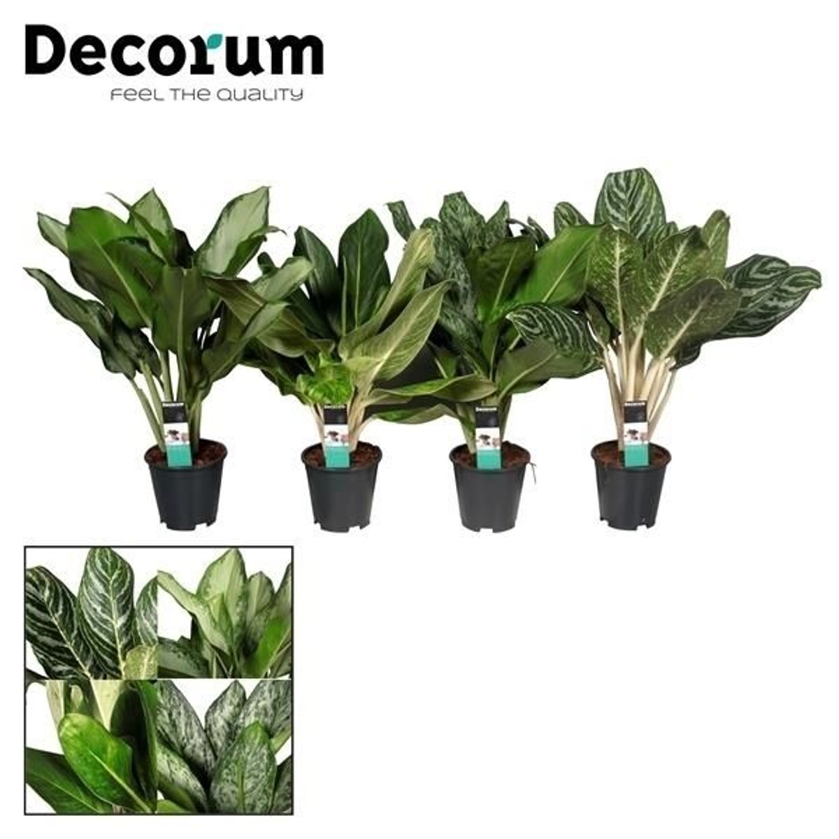 Aglaonema MIX — Plant Wholesale FlorAccess