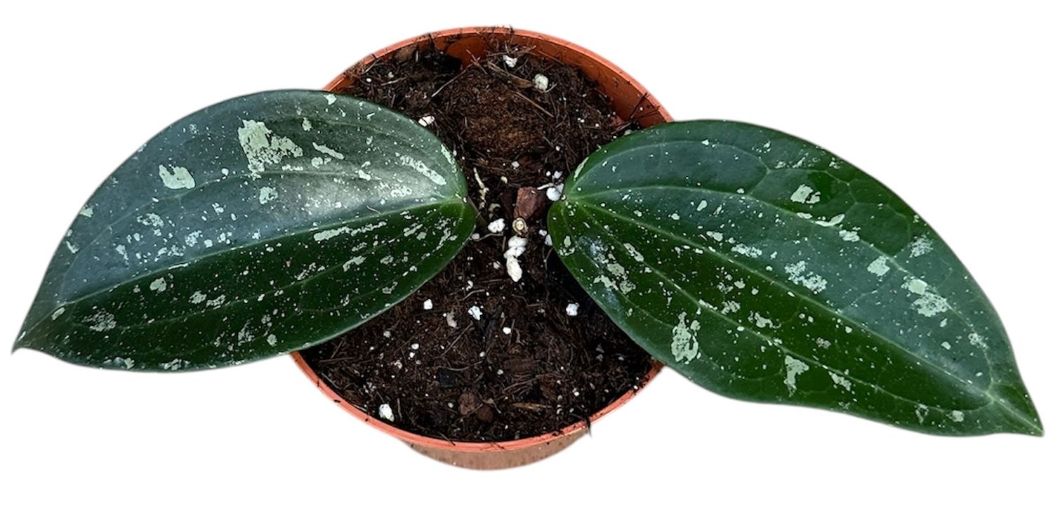 Hoya macrophylla 'Splash' — Plant Wholesale FlorAccess