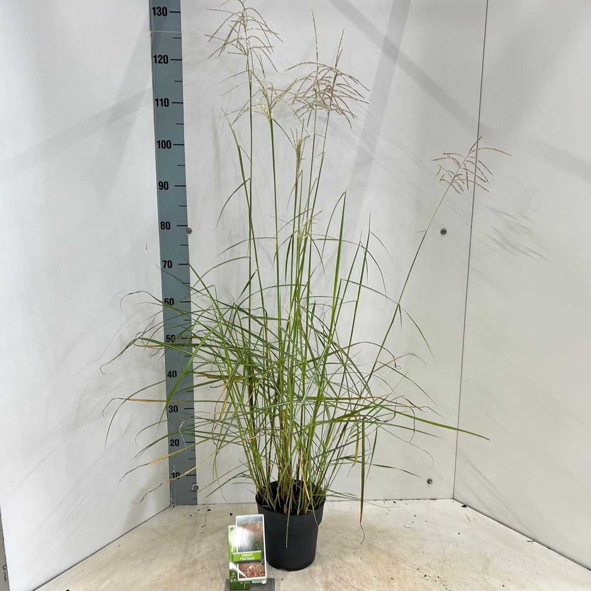 Miscanthus sinensis PINK CLOUD — Plant Wholesale FlorAccess
