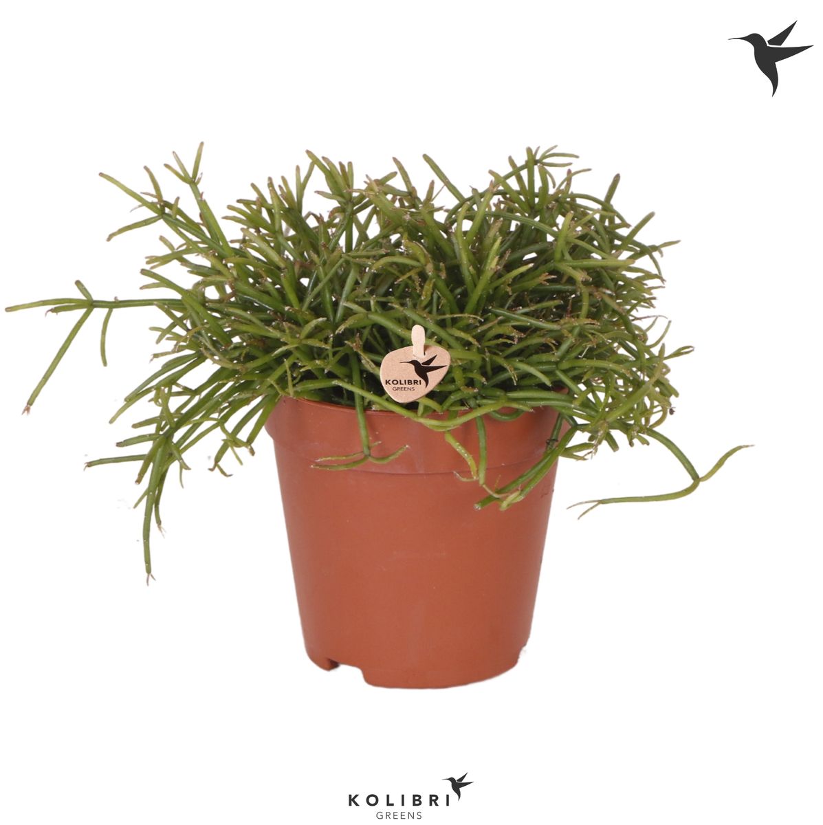 Rhipsalis cassutha — Plant Wholesale FlorAccess