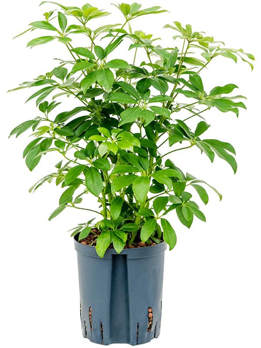 Schefflera arboricola 'Compacta' — Plant Wholesale FlorAccess