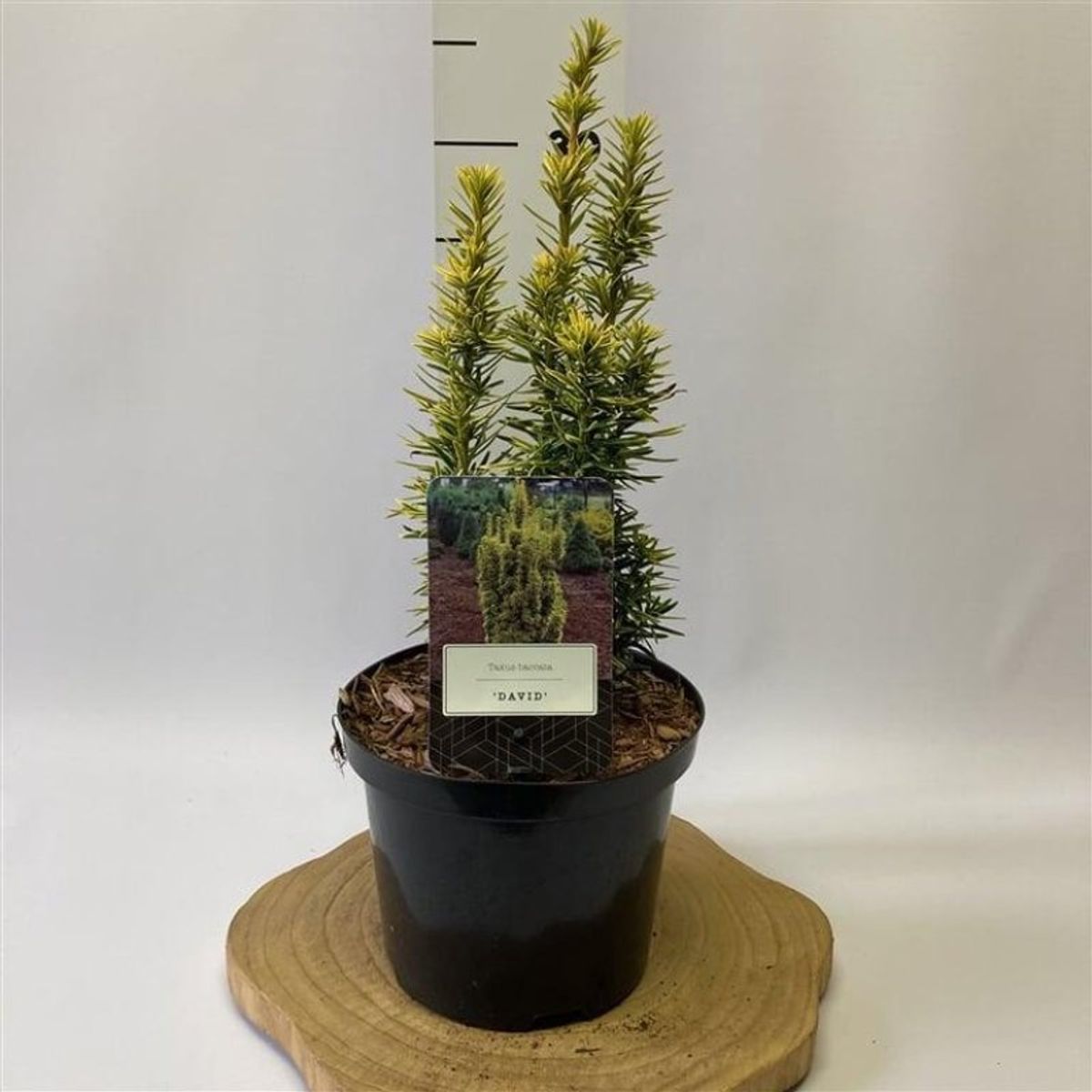 Taxus baccata 'David' — Plant Wholesale FlorAccess