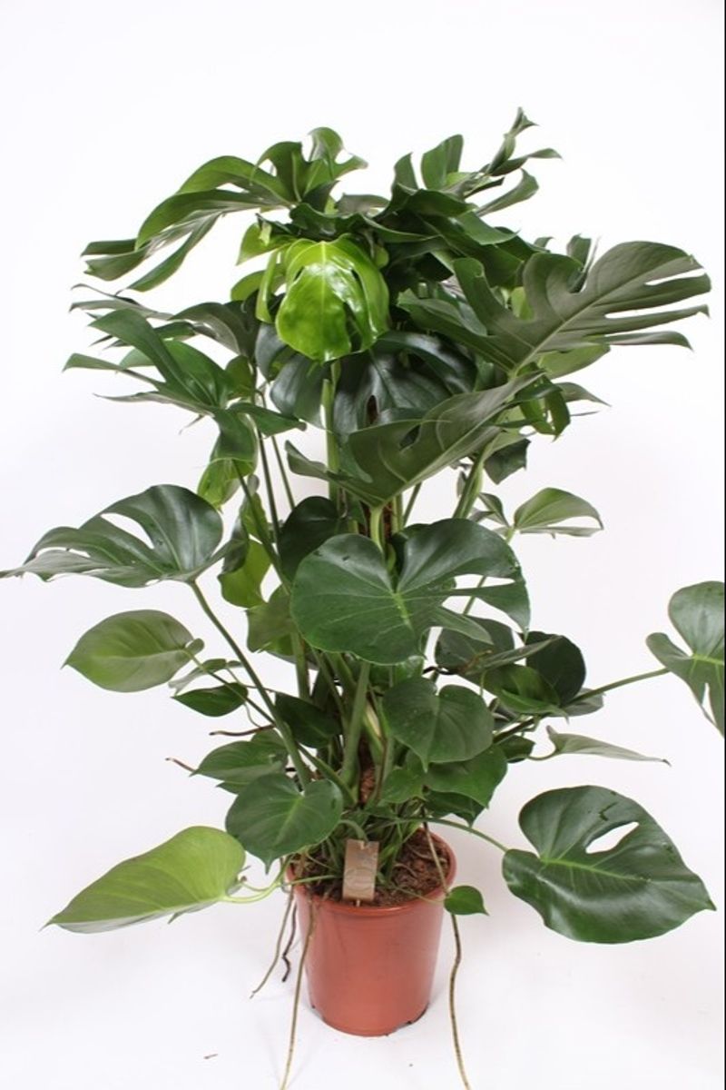 Monstera deliciosa — Plant Wholesale FlorAccess