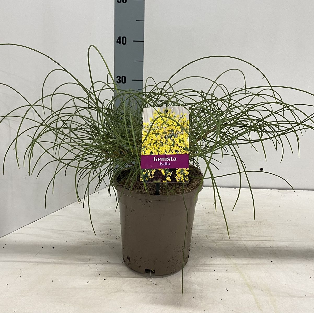 Genista lydia — Plant Wholesale FlorAccess