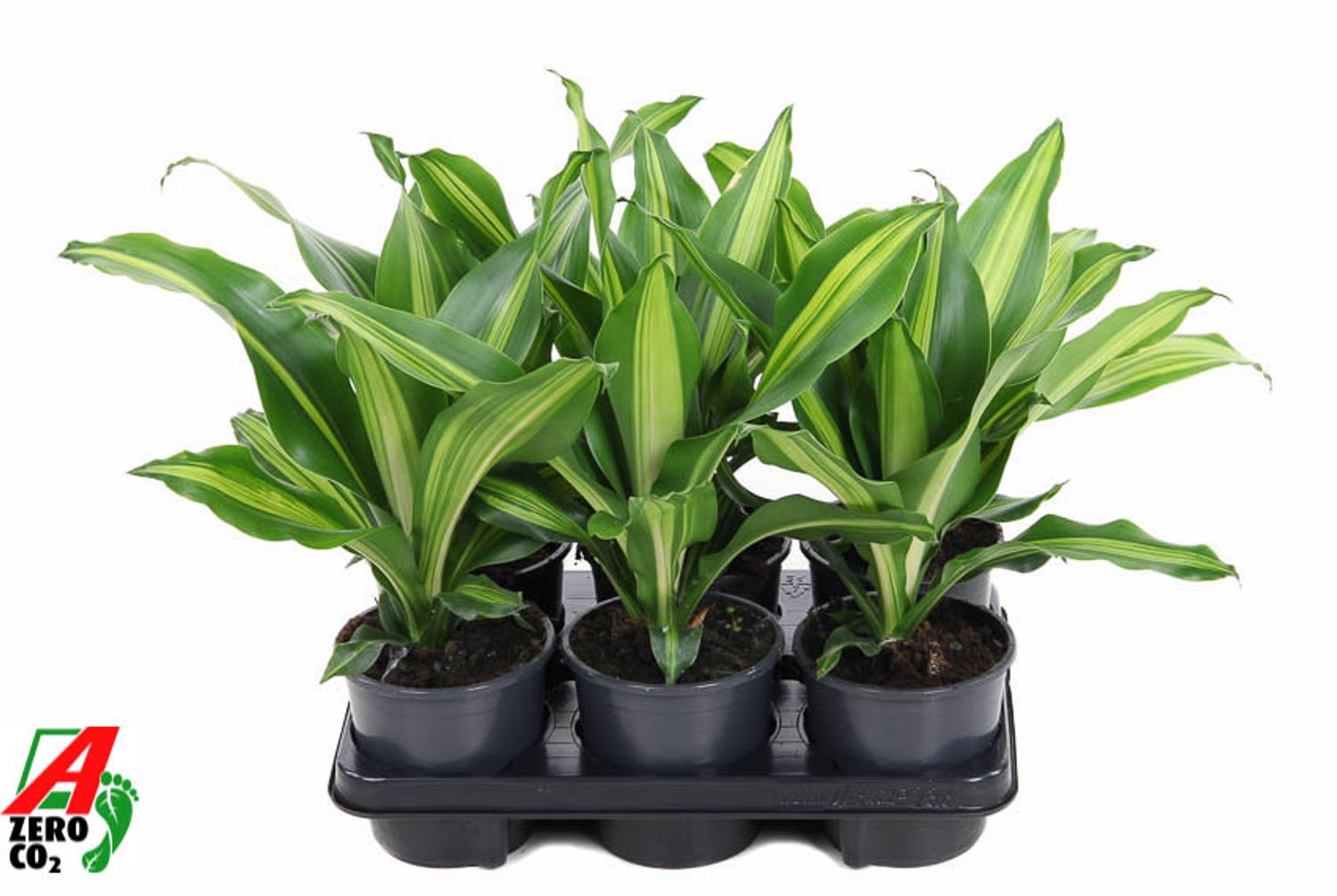 Dracaena fragrans BURLEY — Plant Wholesale FlorAccess