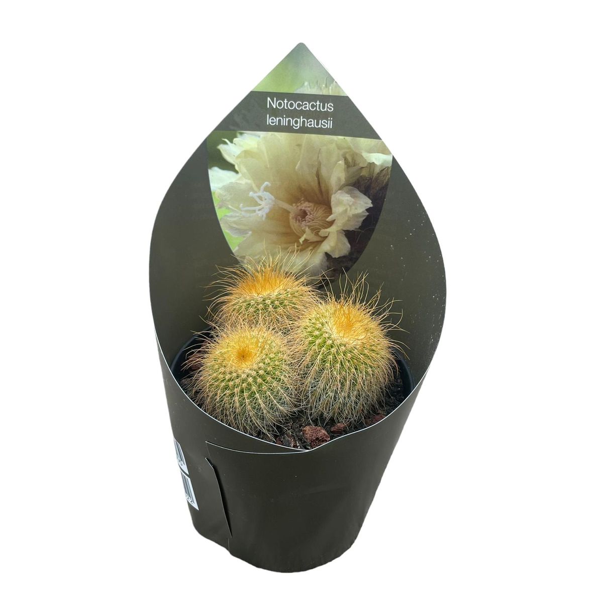 Parodia leninghausii — Plant Wholesale FlorAccess