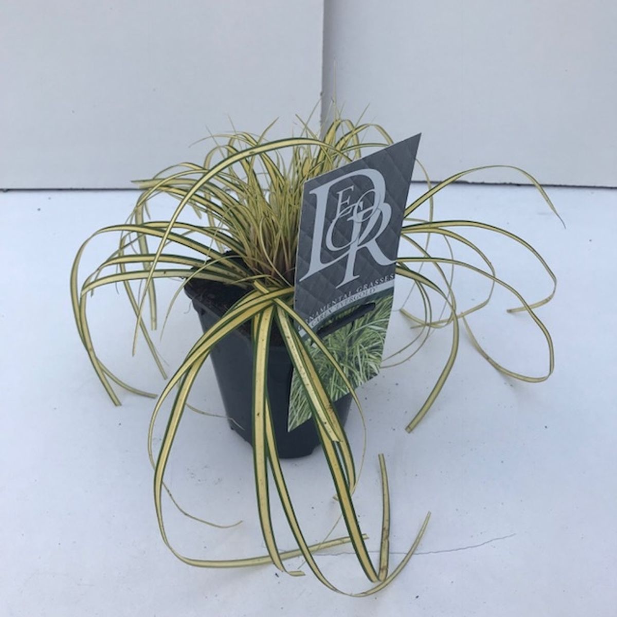 Carex oshimensis 'Evergold' — Plant Wholesale FlorAccess