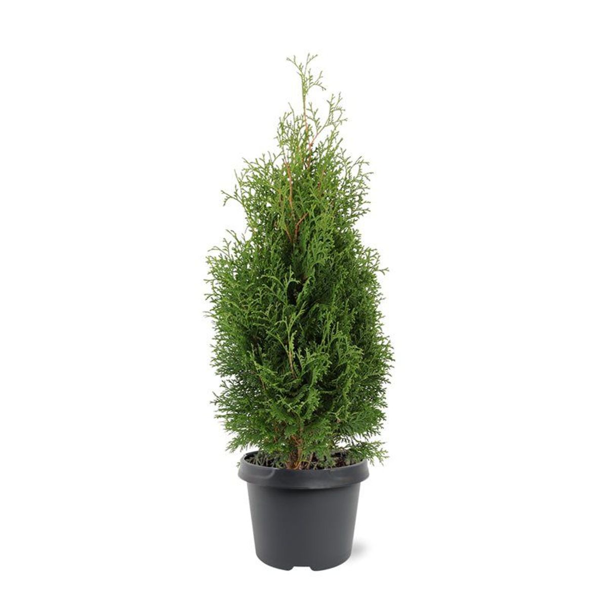 Thuja occidentalis 'Holmstrup' — Plant Wholesale FlorAccess