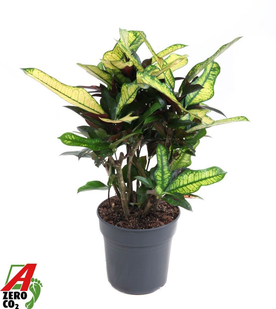 Codiaeum variegatum 'Wilma' — Plant Wholesale FlorAccess