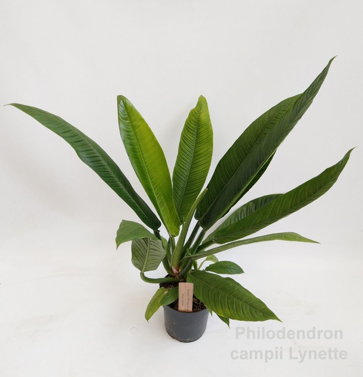 Philodendron campii 'Lynette' — Plant Wholesale FlorAccess