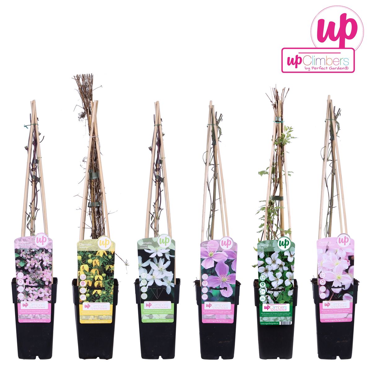 Clematis MIX — Plant Wholesale FlorAccess