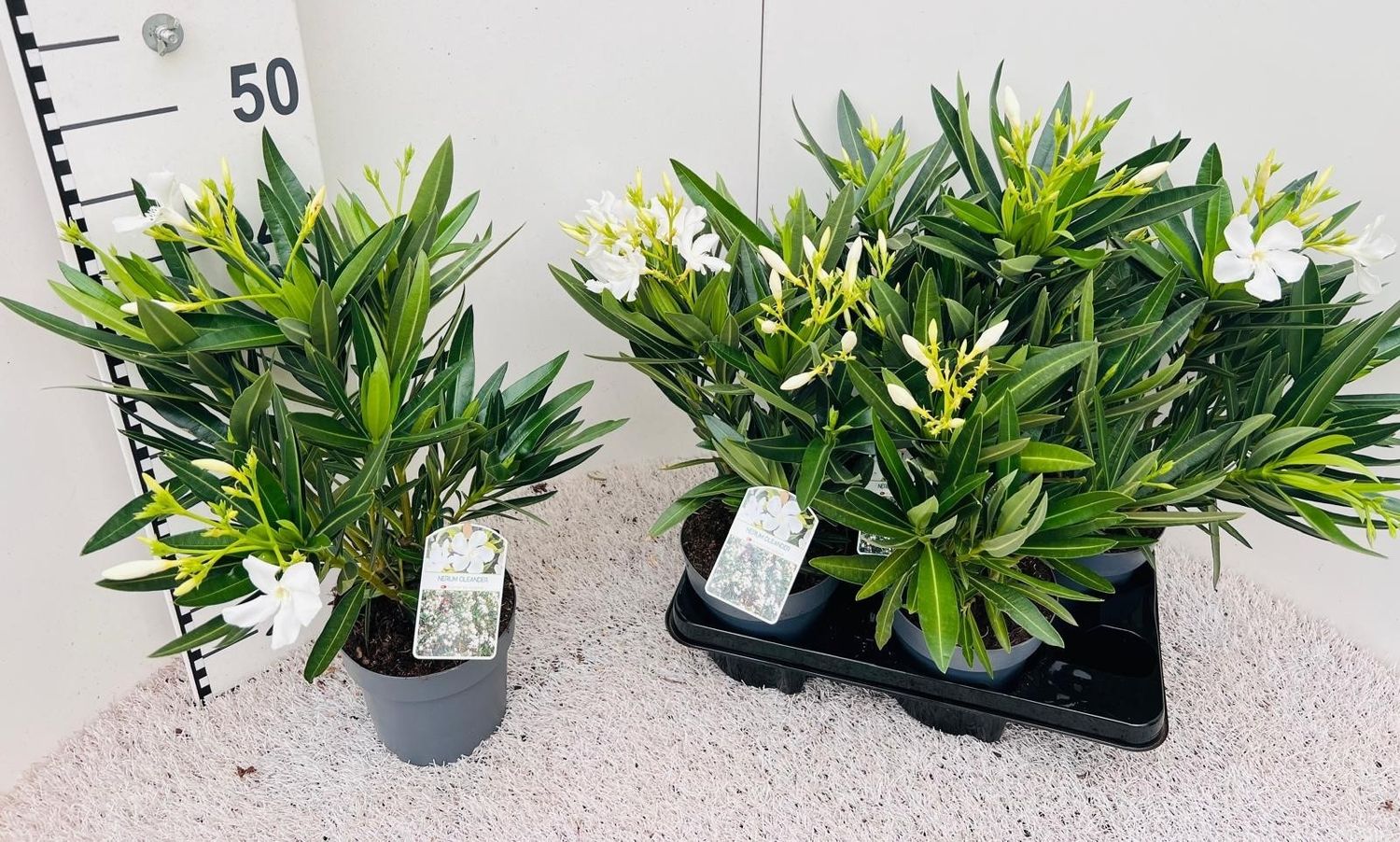 Nerium oleander — Plant Wholesale FlorAccess