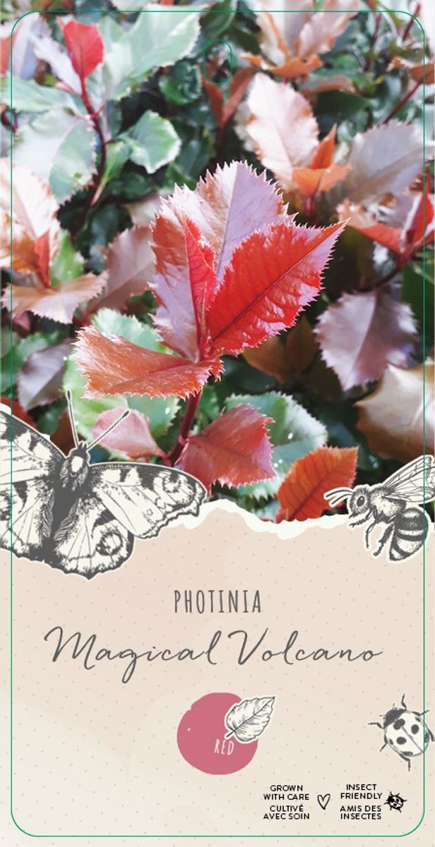 Photinia x fraseri MAGICAL VOLCANO — Plant Wholesale FlorAccess