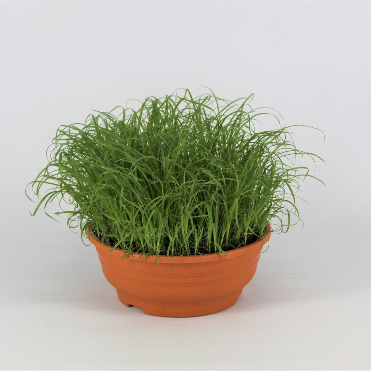 Cyperus alternifolius 'Zumula' — Plant Wholesale FlorAccess