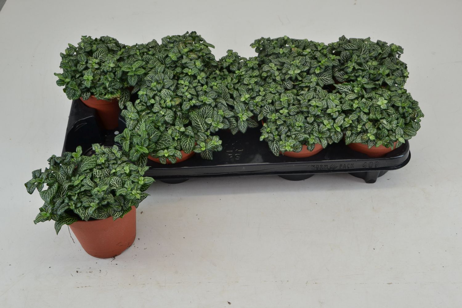 Fittonia 'Green Minima' — Plant Wholesale FlorAccess