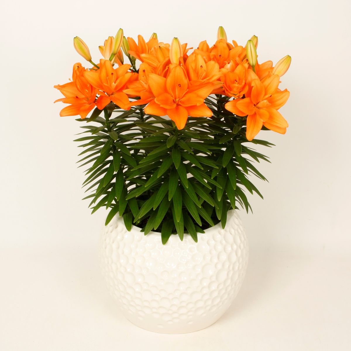 Lilium 'Tiny Double Dutch' — Plant Wholesale FlorAccess