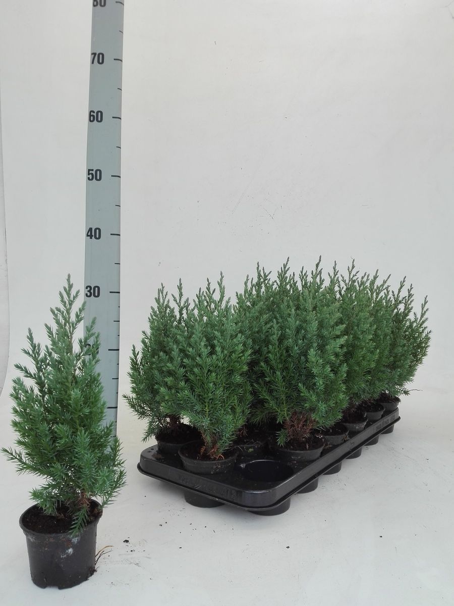 Juniperus chinensis 'Stricta' — Plant Wholesale FlorAccess