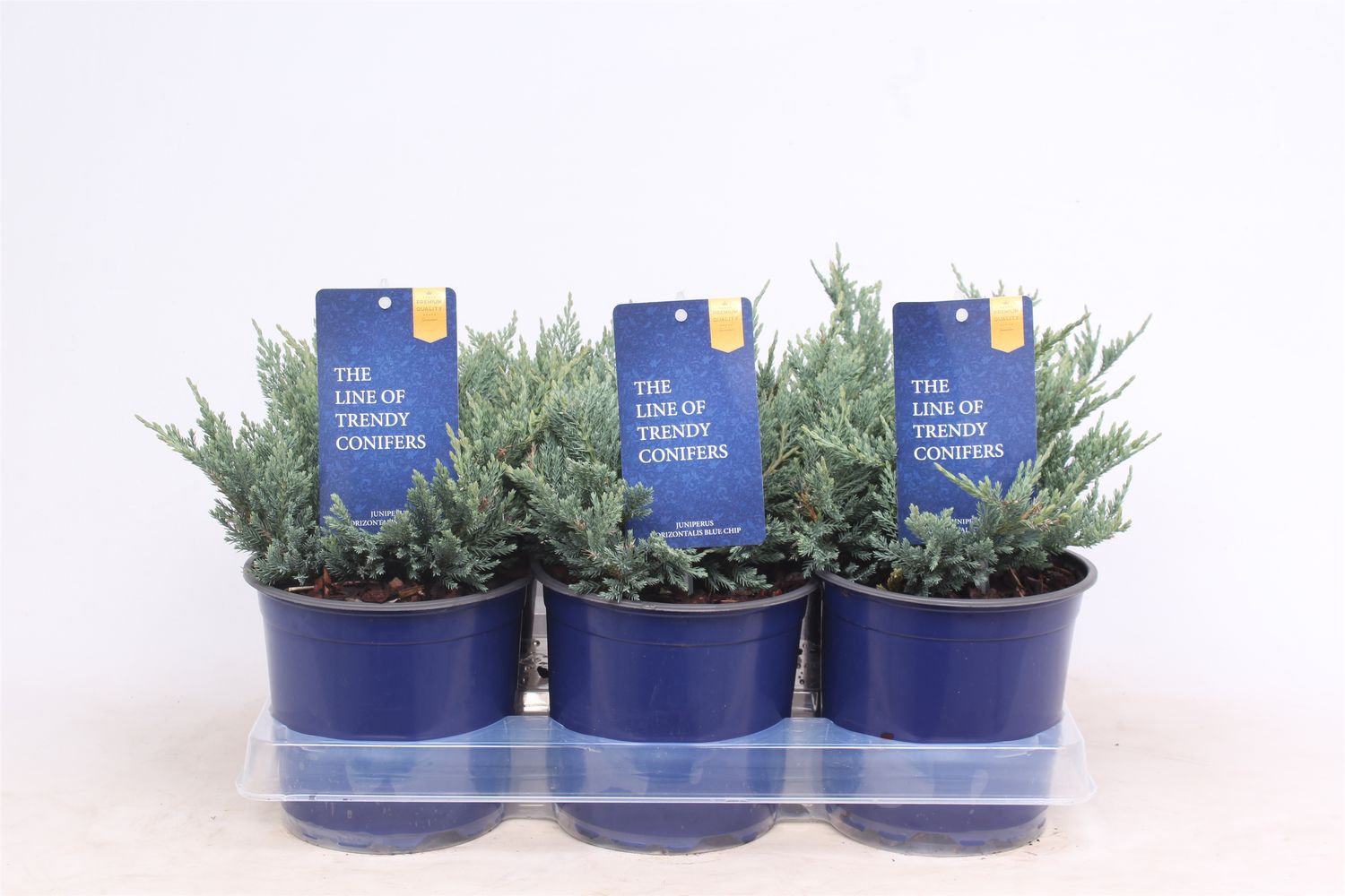 Juniperus horizontalis 'Blue Chip' — Plant Wholesale FlorAccess