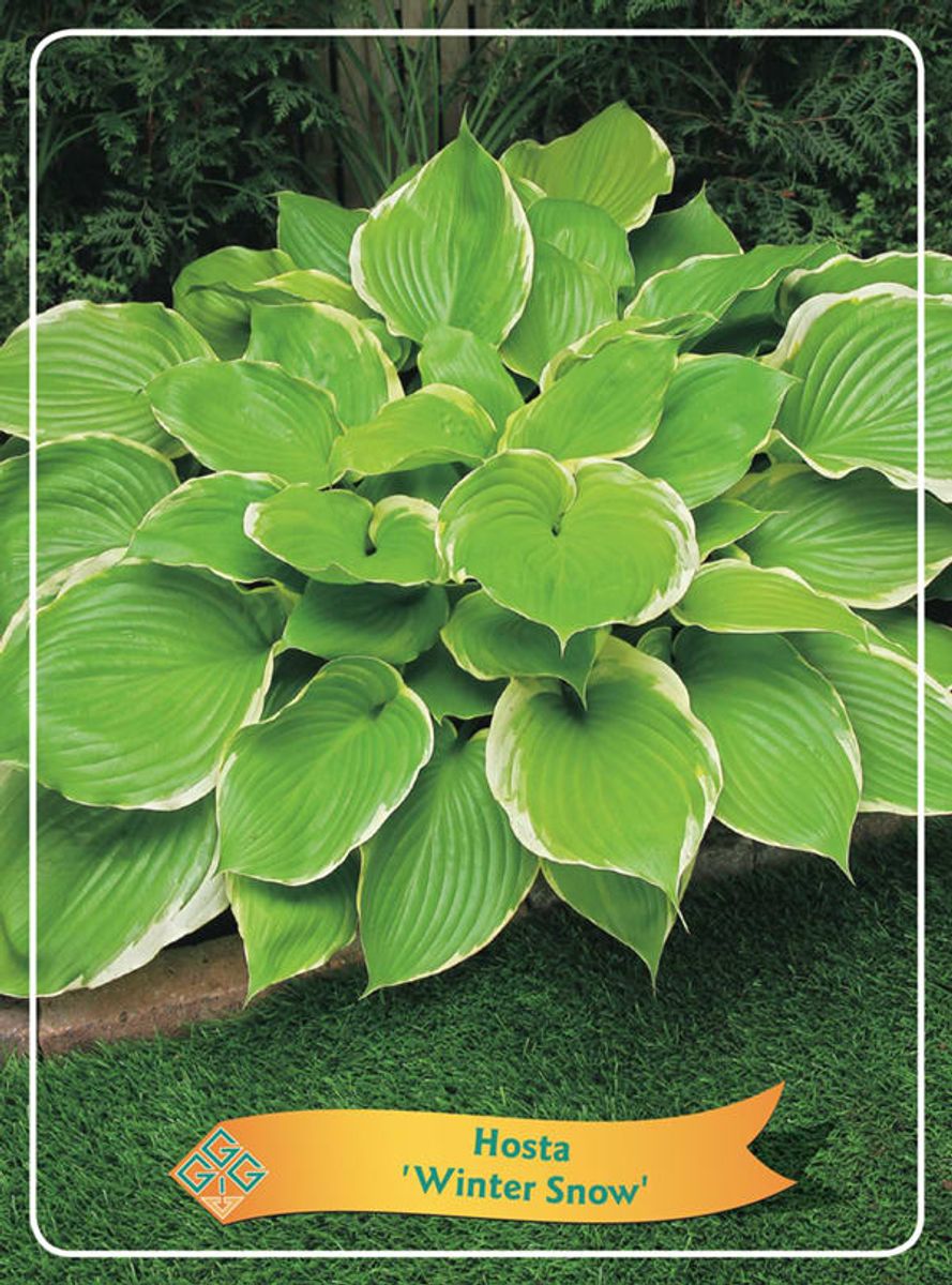 Hosta 'Winter Snow' — Plant Wholesale FlorAccess