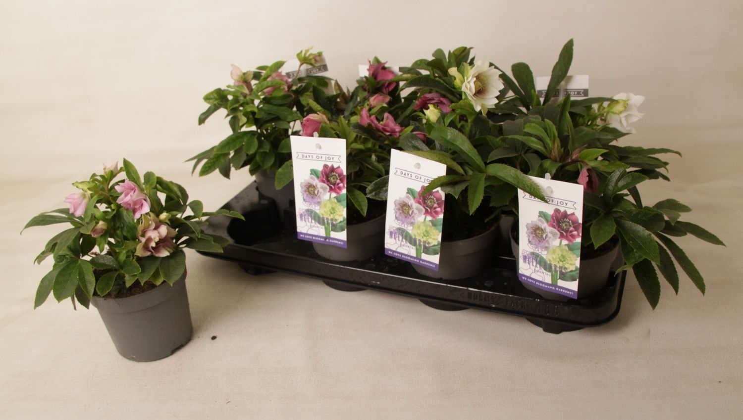 Helleborus orientalis MIX — Plant Wholesale FlorAccess