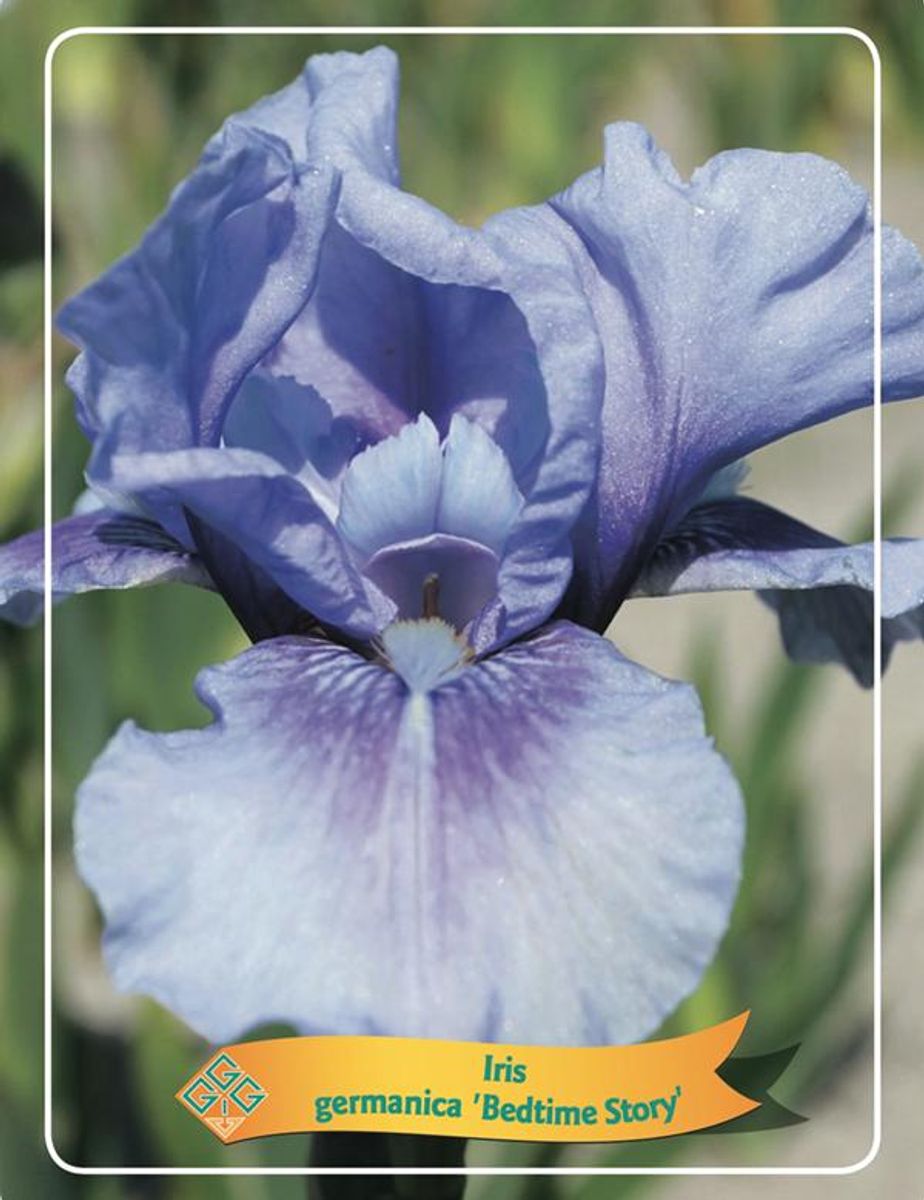 Iris 'Bedtime Story' — Plant Wholesale FlorAccess