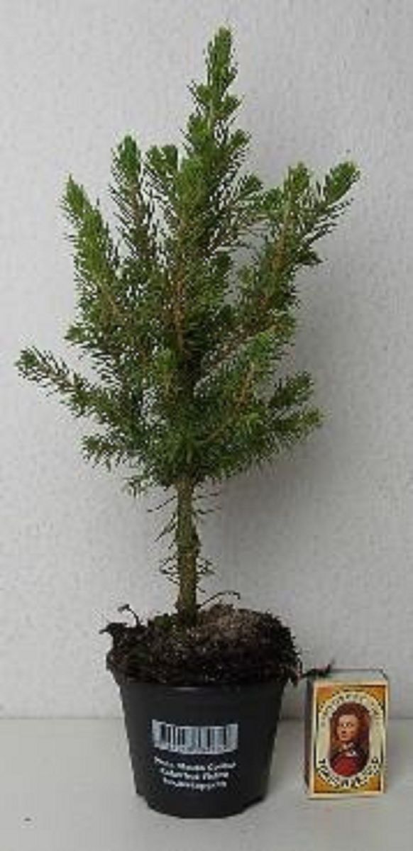 Picea glauca — Mayorista de plantas FlorAccess