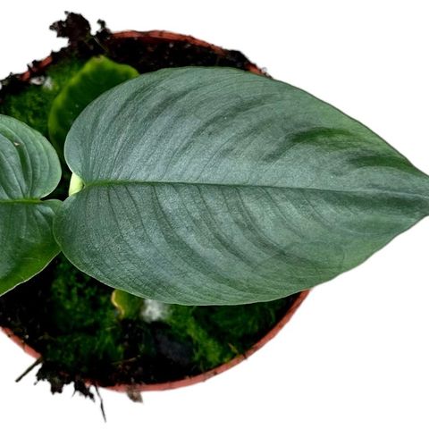 Schismatoglottis hendrikii — Plant Wholesale FlorAccess