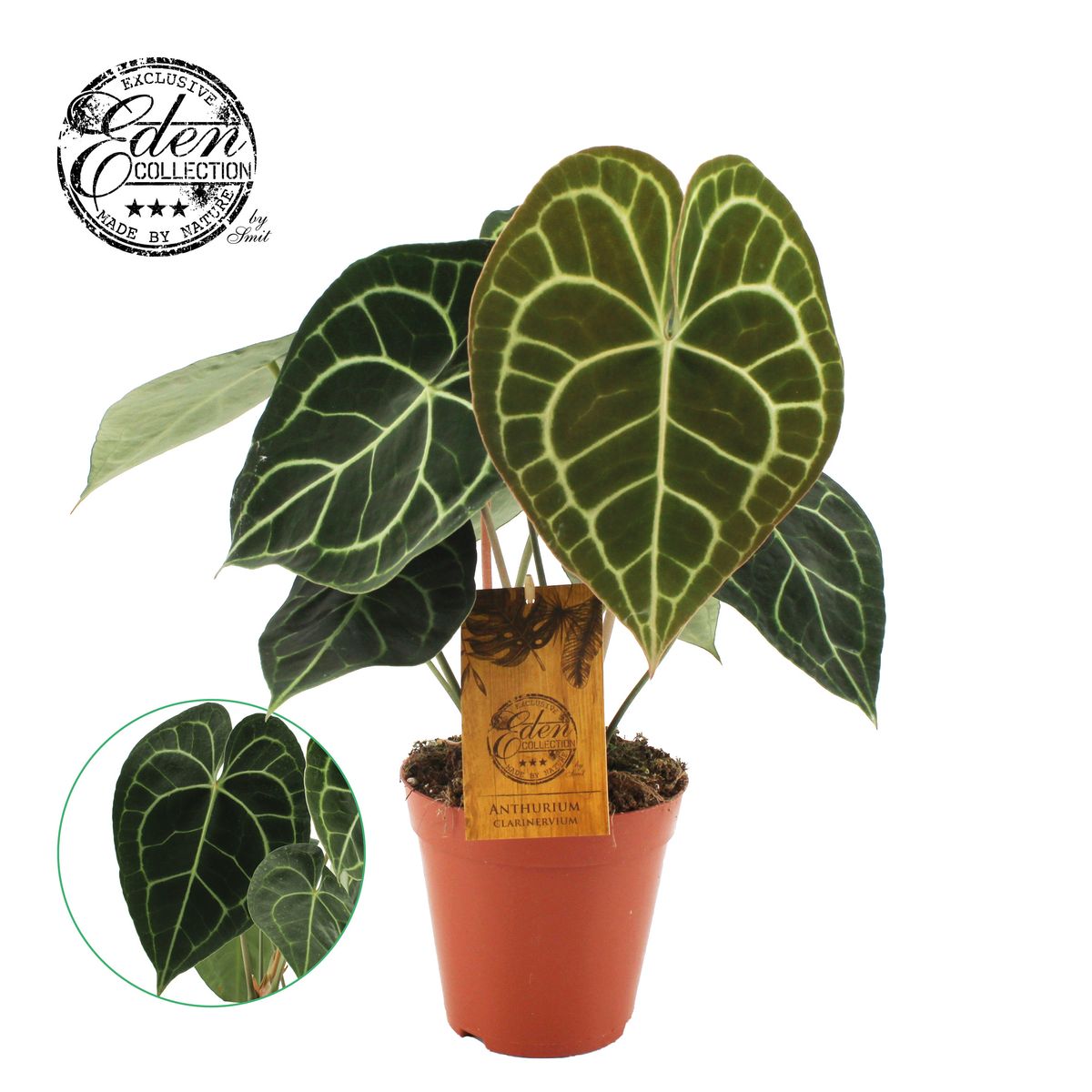 Anthurium clarinervium — Plant Wholesale FlorAccess