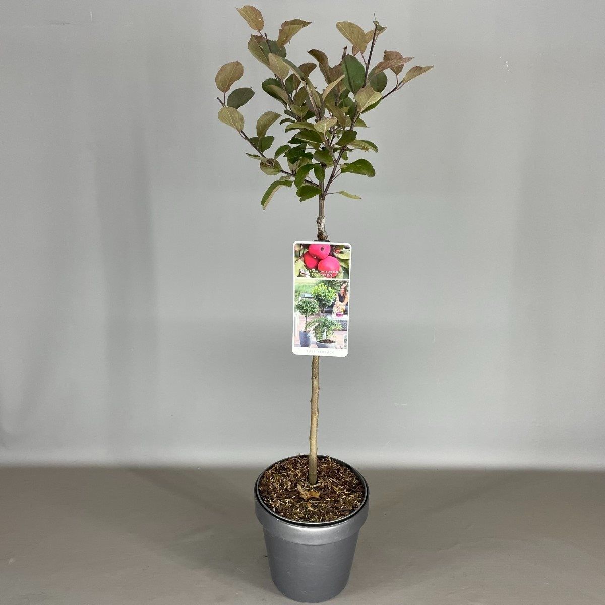 Malus transitoria APPLETINI — Plant Wholesale FlorAccess