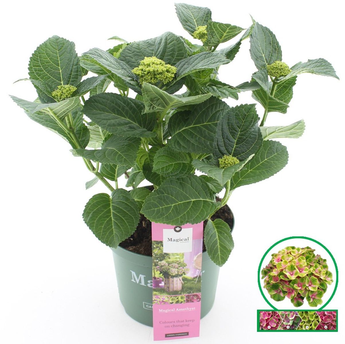 Hydrangea macrophylla MAGICAL AMETHYST — Plant Wholesale FlorAccess