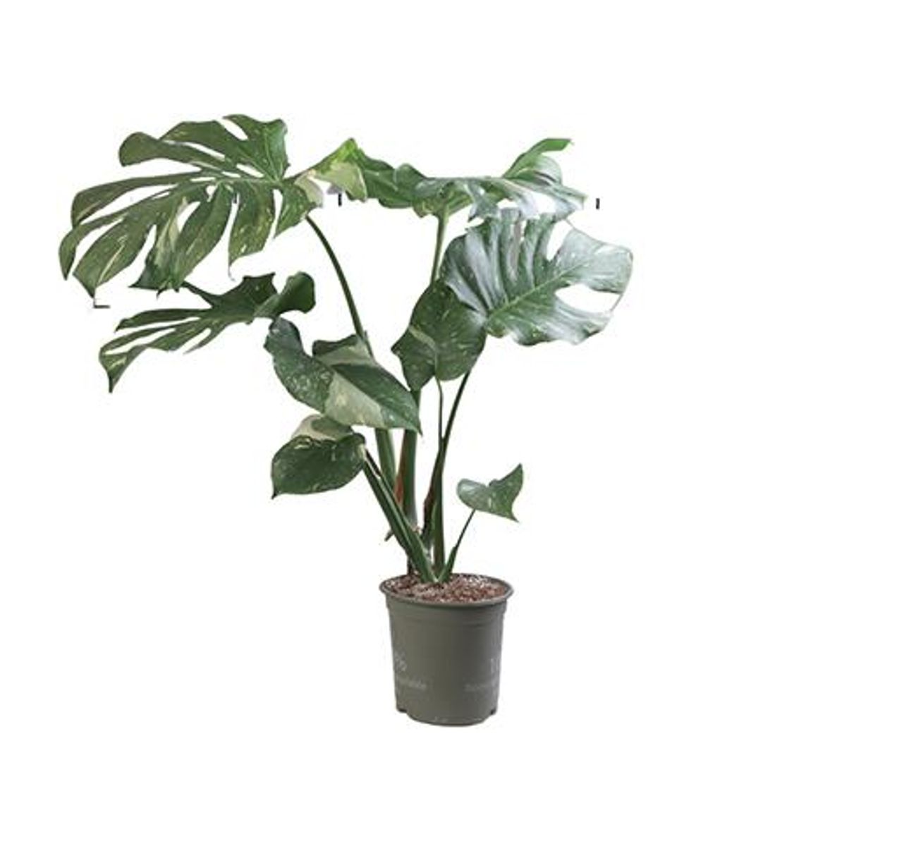 Monstera 'Thai Constellation' — Plant Wholesale FlorAccess