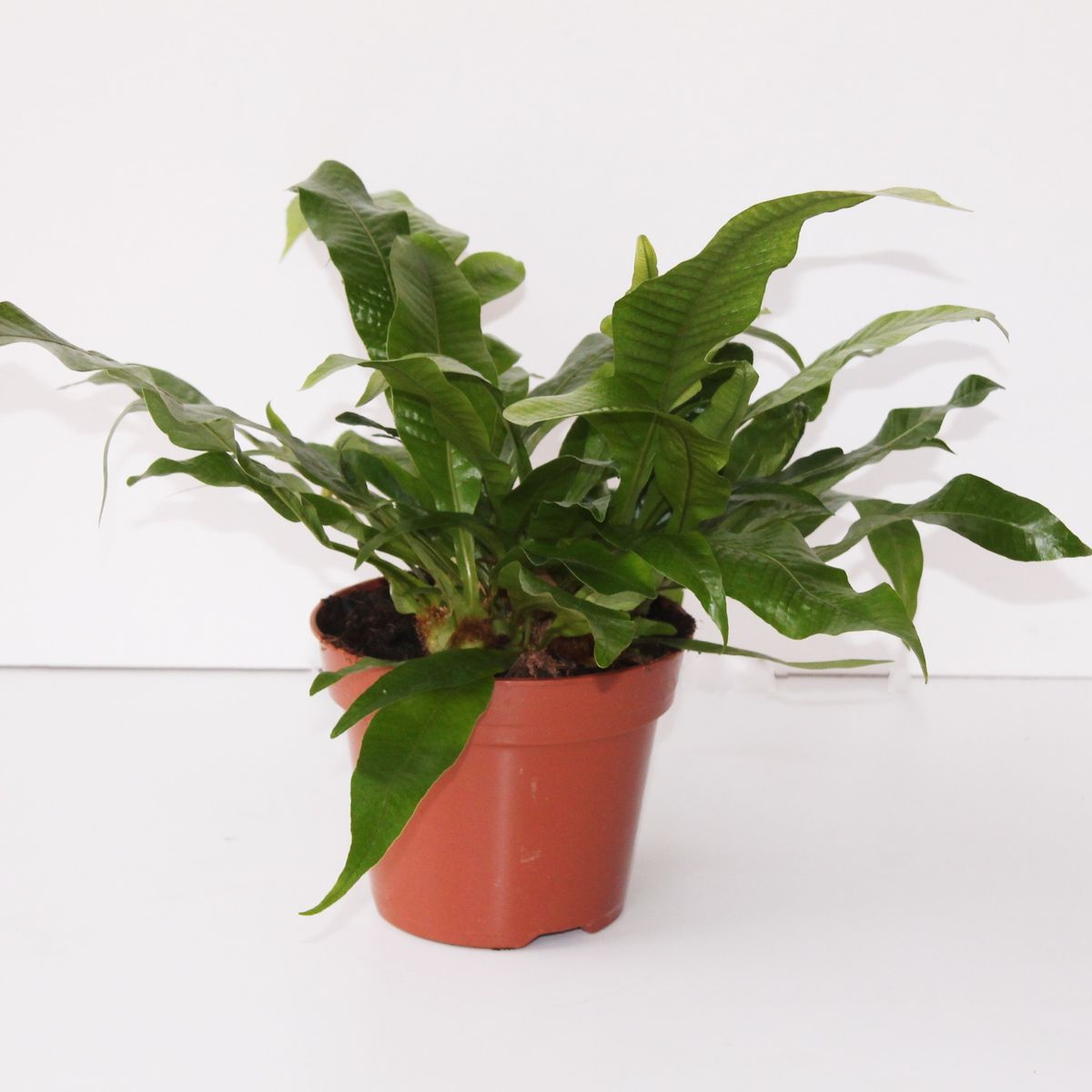 Aglaomorpha coronans 'Snake Leaf' — Plant Wholesale FlorAccess