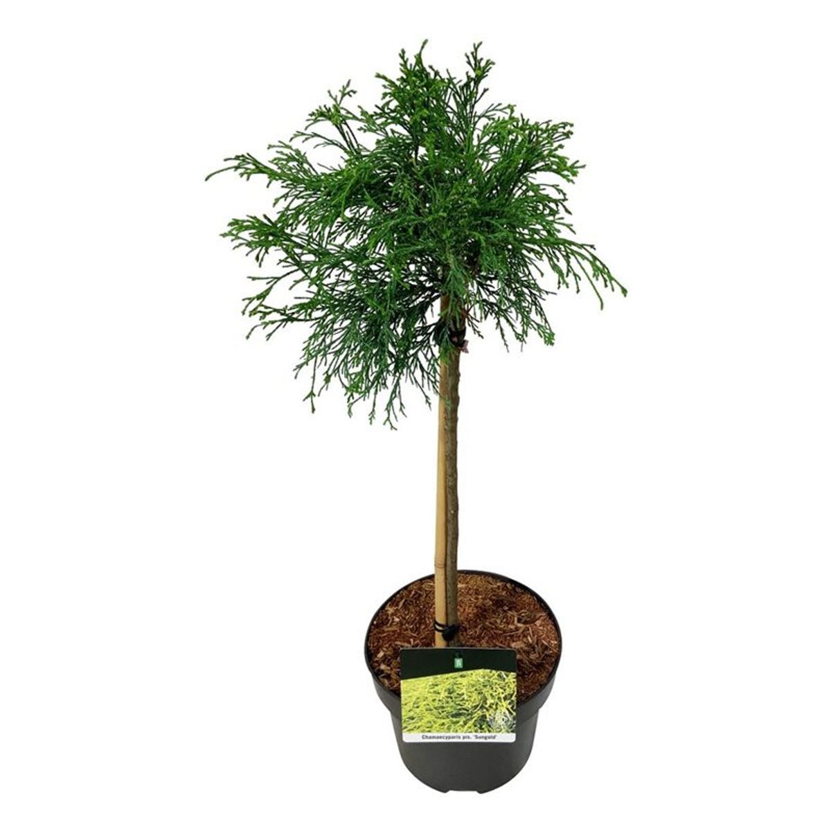 Chamaecyparis pisifera 'Sungold' — Plant Wholesale FlorAccess