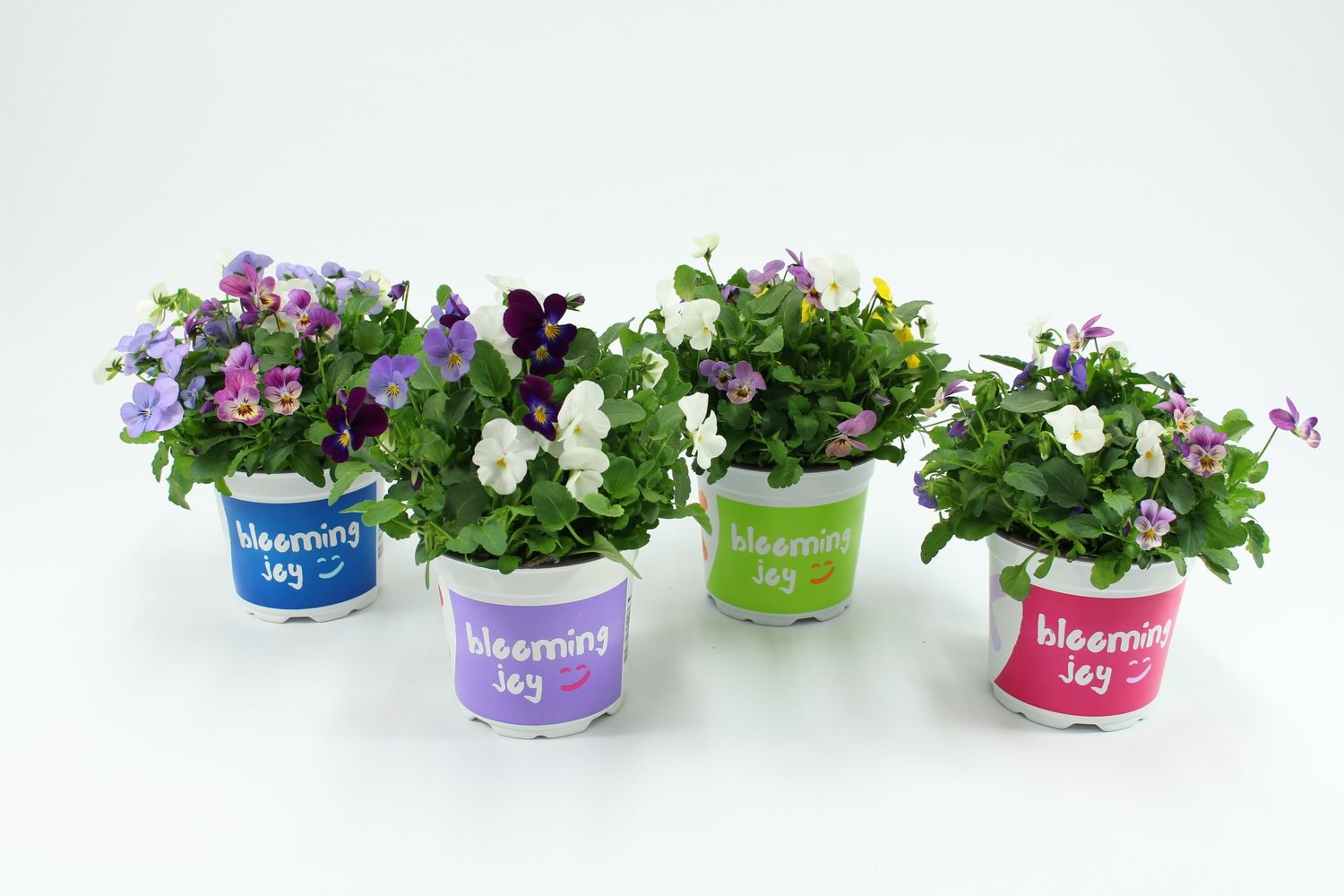 Viola CORNUTA MIX IN POT — Plant Wholesale FlorAccess