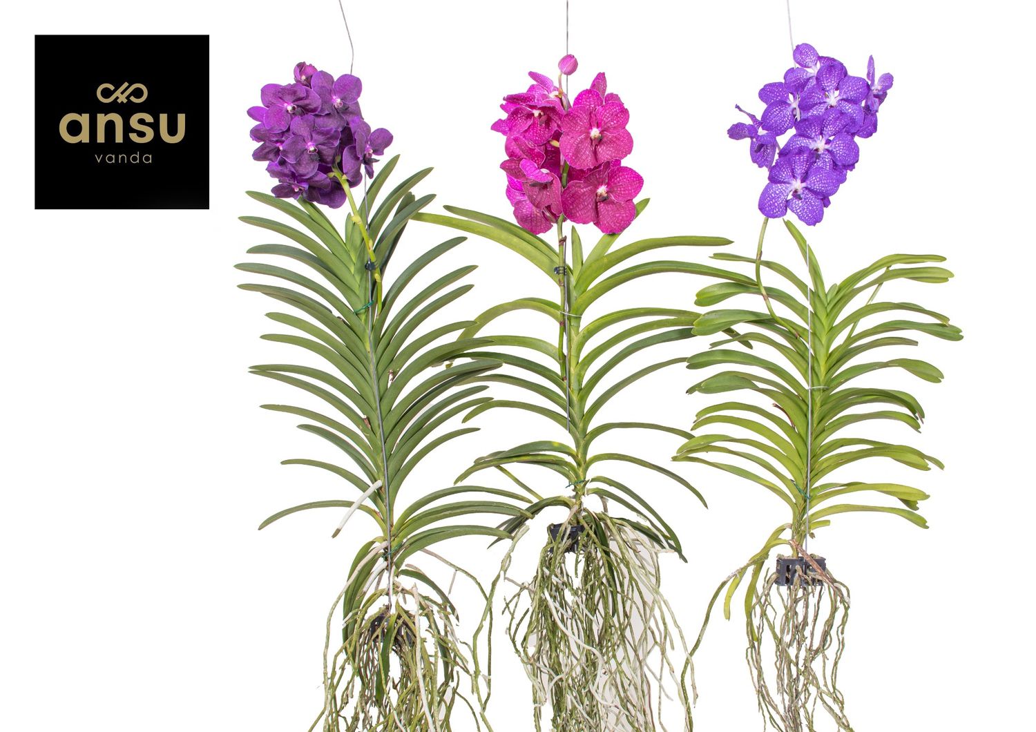 Vanda MIX — Plant Wholesale FlorAccess