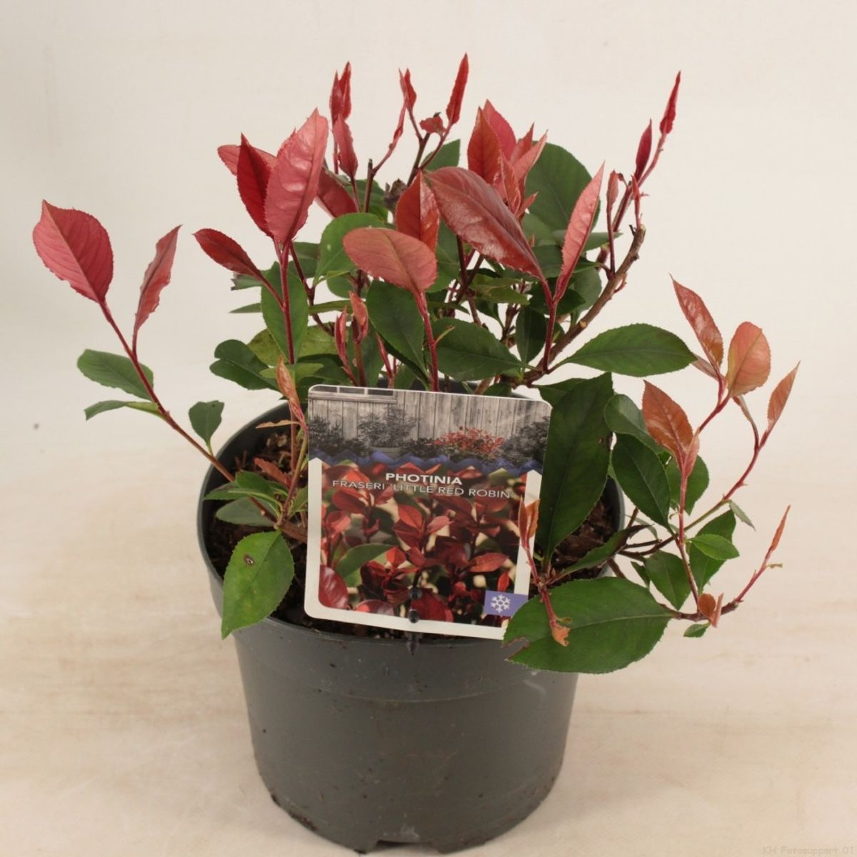 Photinia x fraseri 'Little Red Robin' — Plant Wholesale FlorAccess