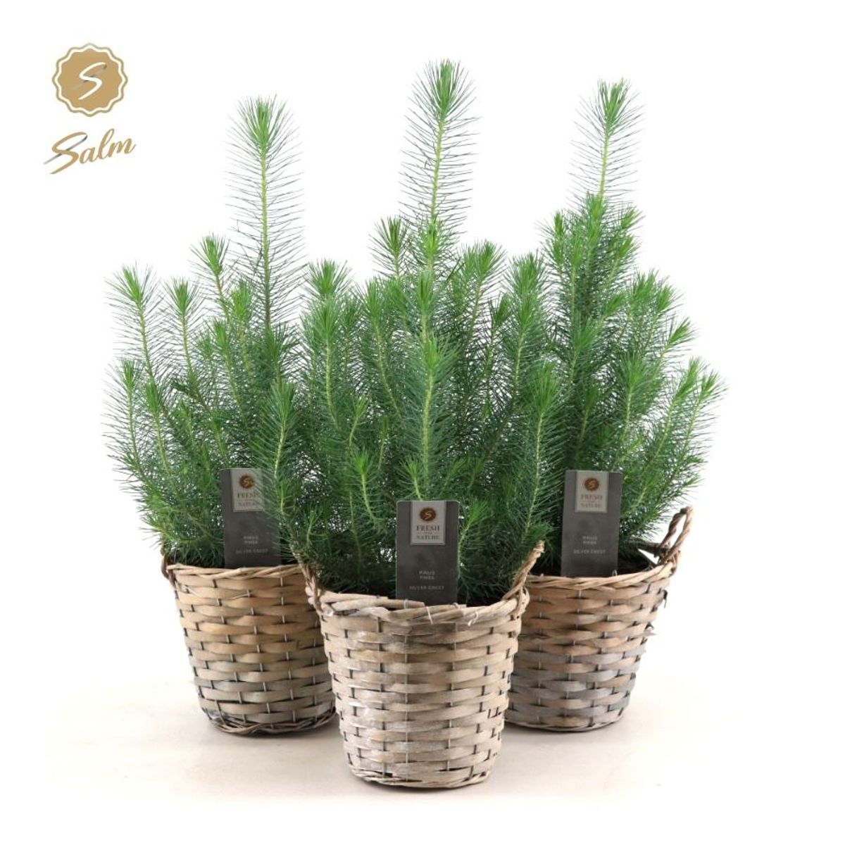 Pinus pinea 'Silver Crest' — Plant Wholesale FlorAccess