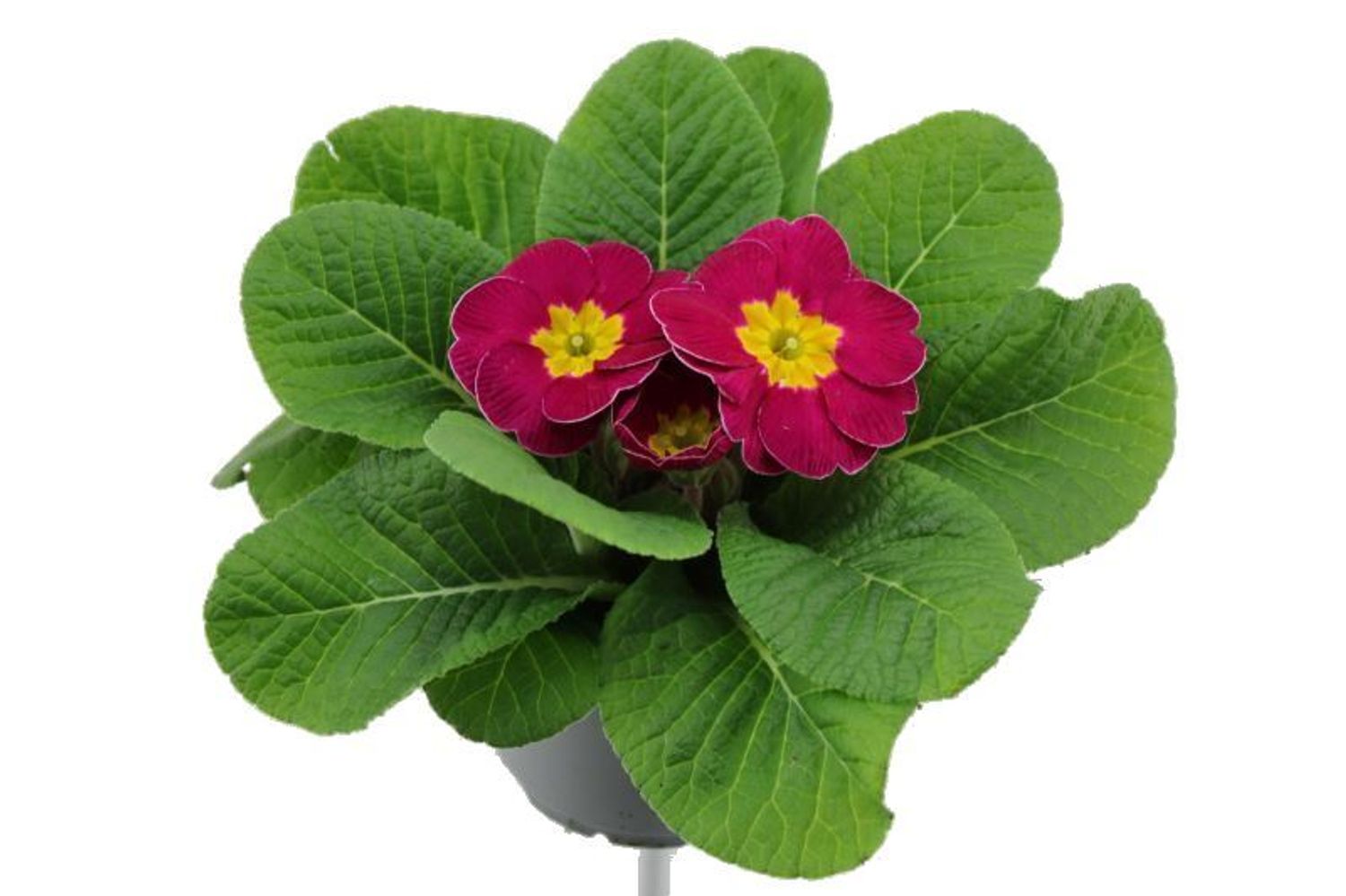 Primula 'Cairo Rose' — Plant Wholesale FlorAccess